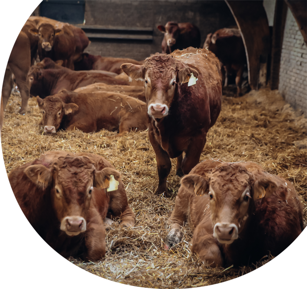 France Limousin – rundvlees & co